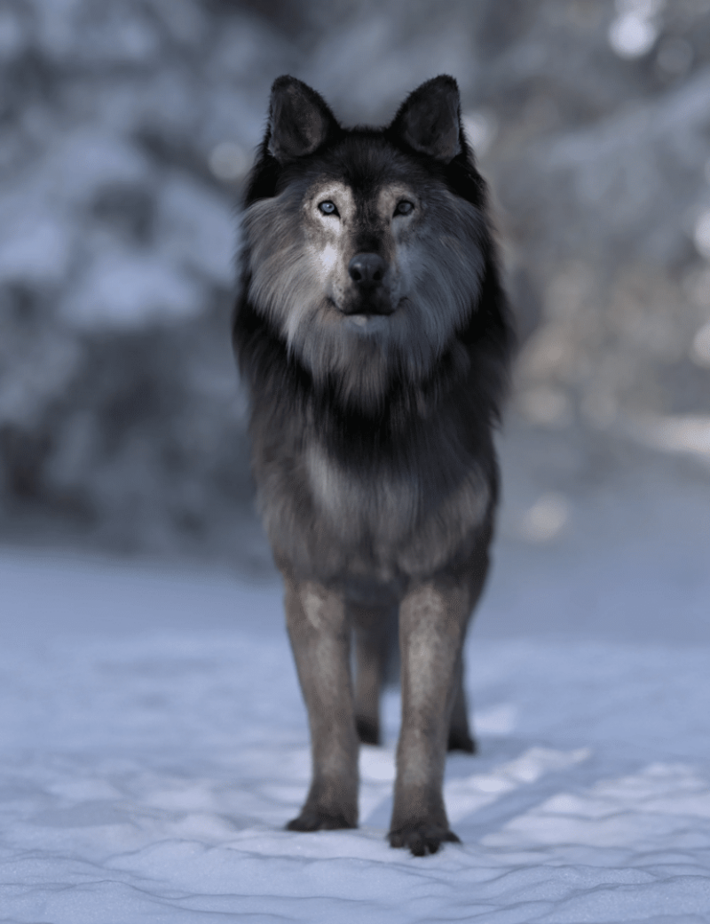 Daz3D Wolf Models - Pixel Sizzle