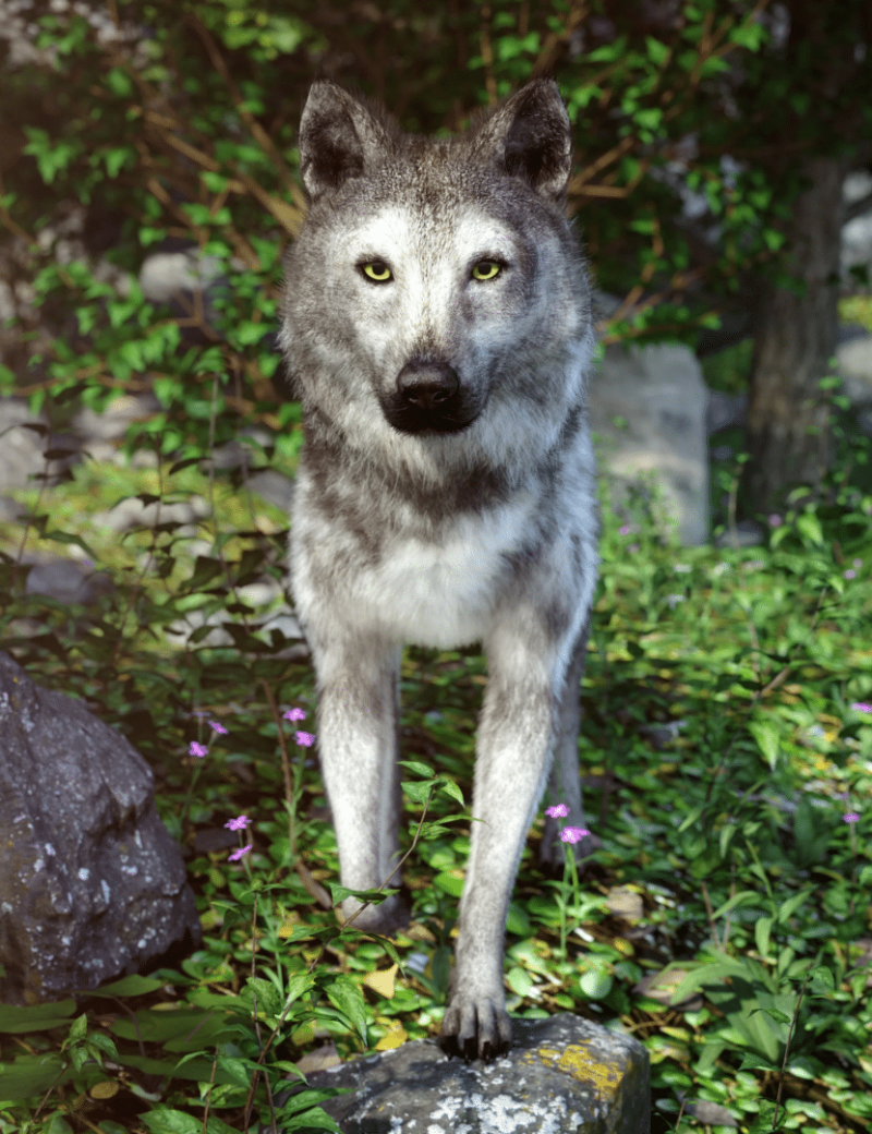 Daz3D Wolf Models - Pixel Sizzle